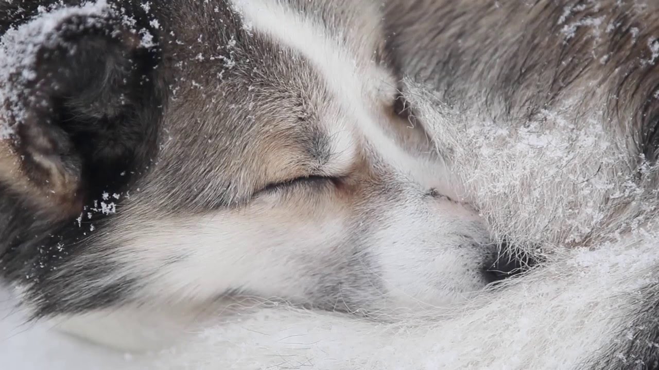 Husky & Aurora dogs - YouTube
