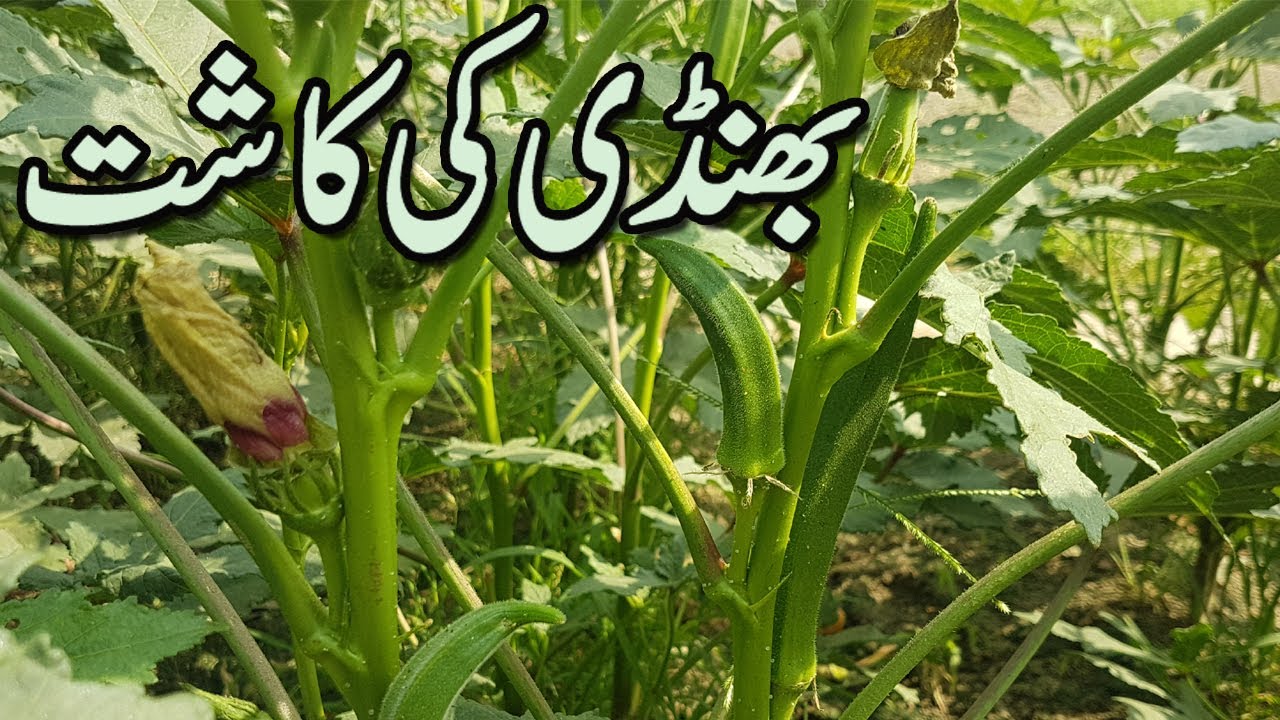 lady finger farming | bhindi farming in pakistan | bhindi farming ...