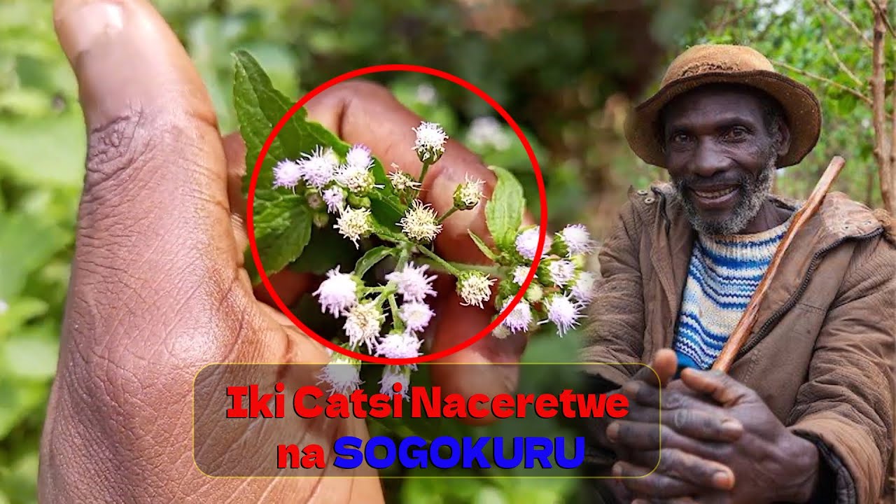 Umuti Uvura -AKAMARO K'AKARURA - Iki Catsi Naceretswe Na SOGOKURU ...