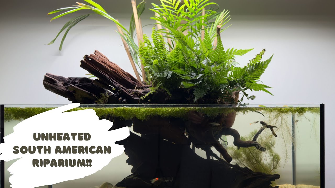 Unheated South American Riparium (Set-up guide) - YouTube
