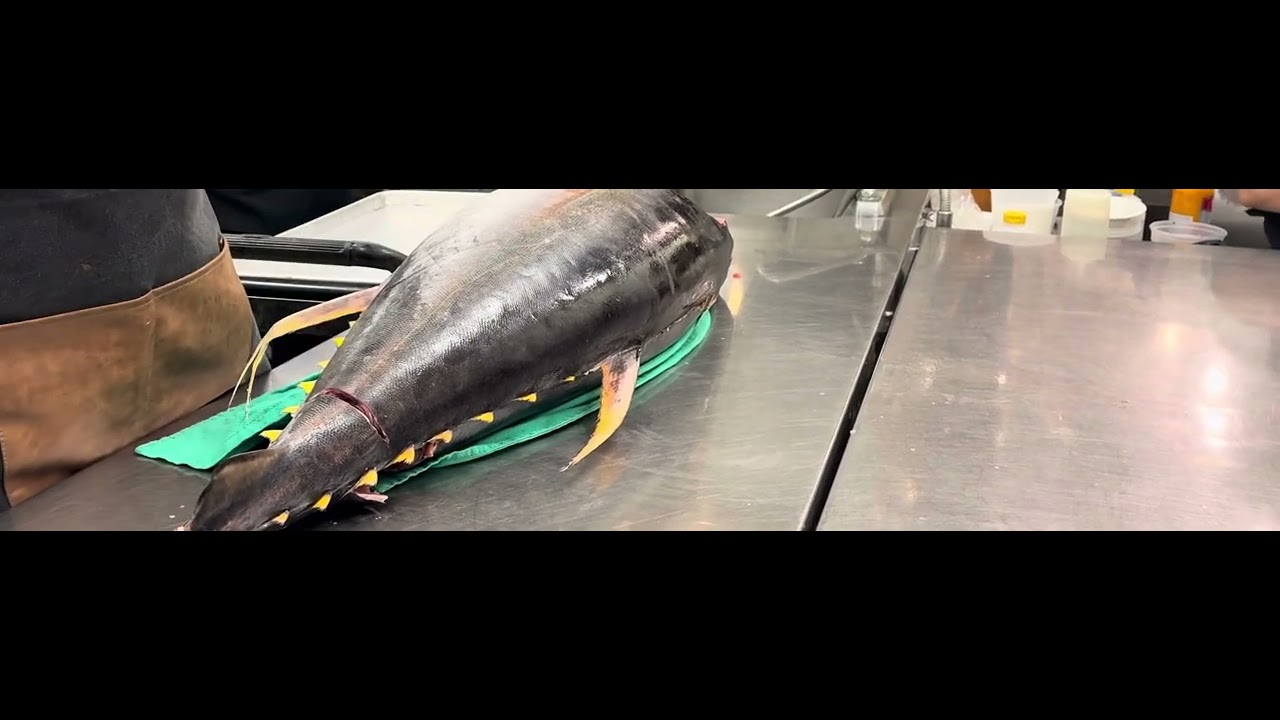Debone the Tuna - Tuna deboning Instructions & Guide - YouTube