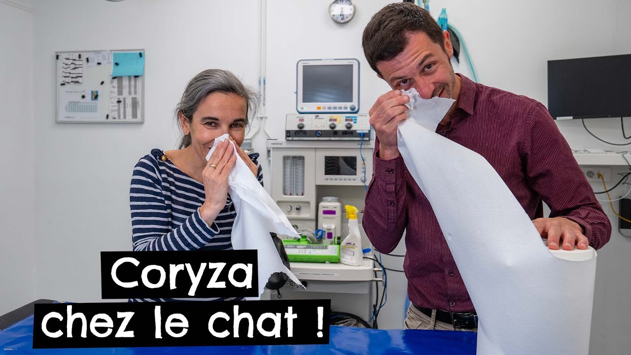 Coryza chez le chat ! 🐱 - YouTube