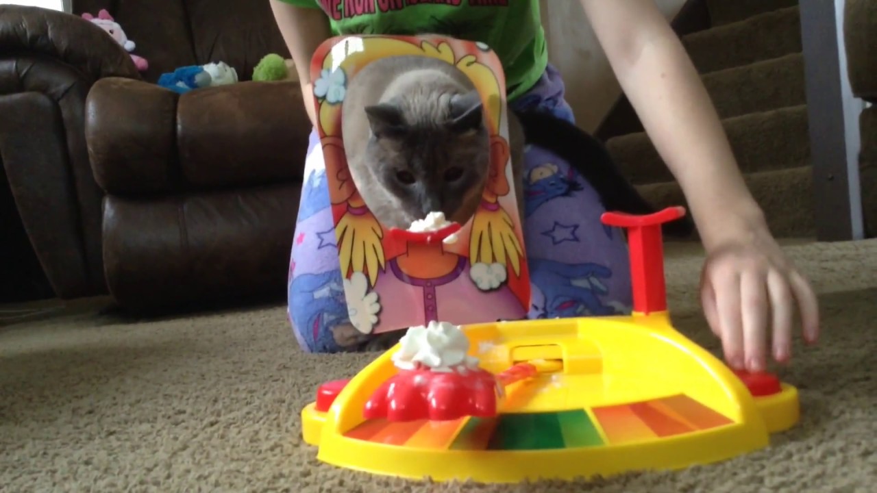 Cat pie face fail - YouTube