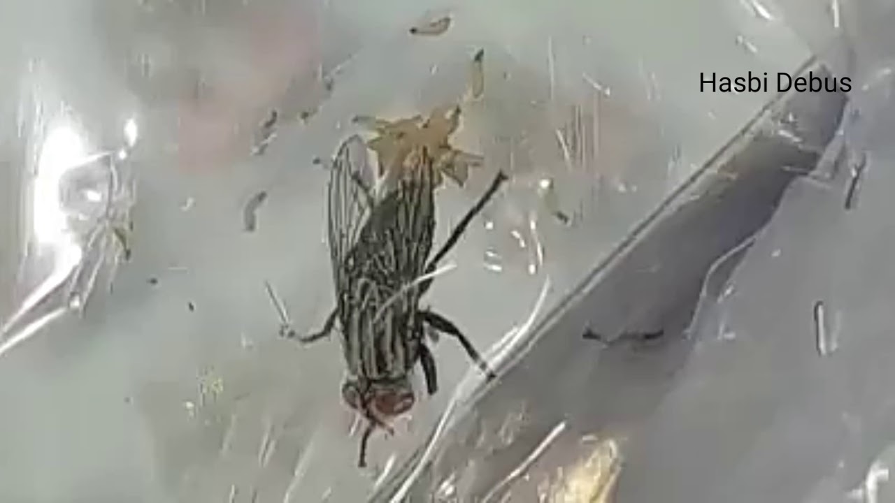 Apa jadinya jika lalat di letakan dibawah microscope - YouTube