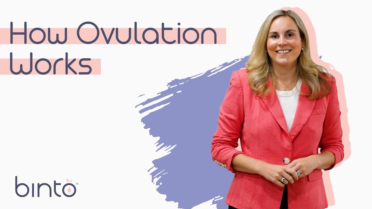 How Ovulation Works - YouTube