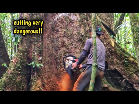 Giant Merbau Tree Removal – Extreme Dangerous Tree Cutting in the Jungle