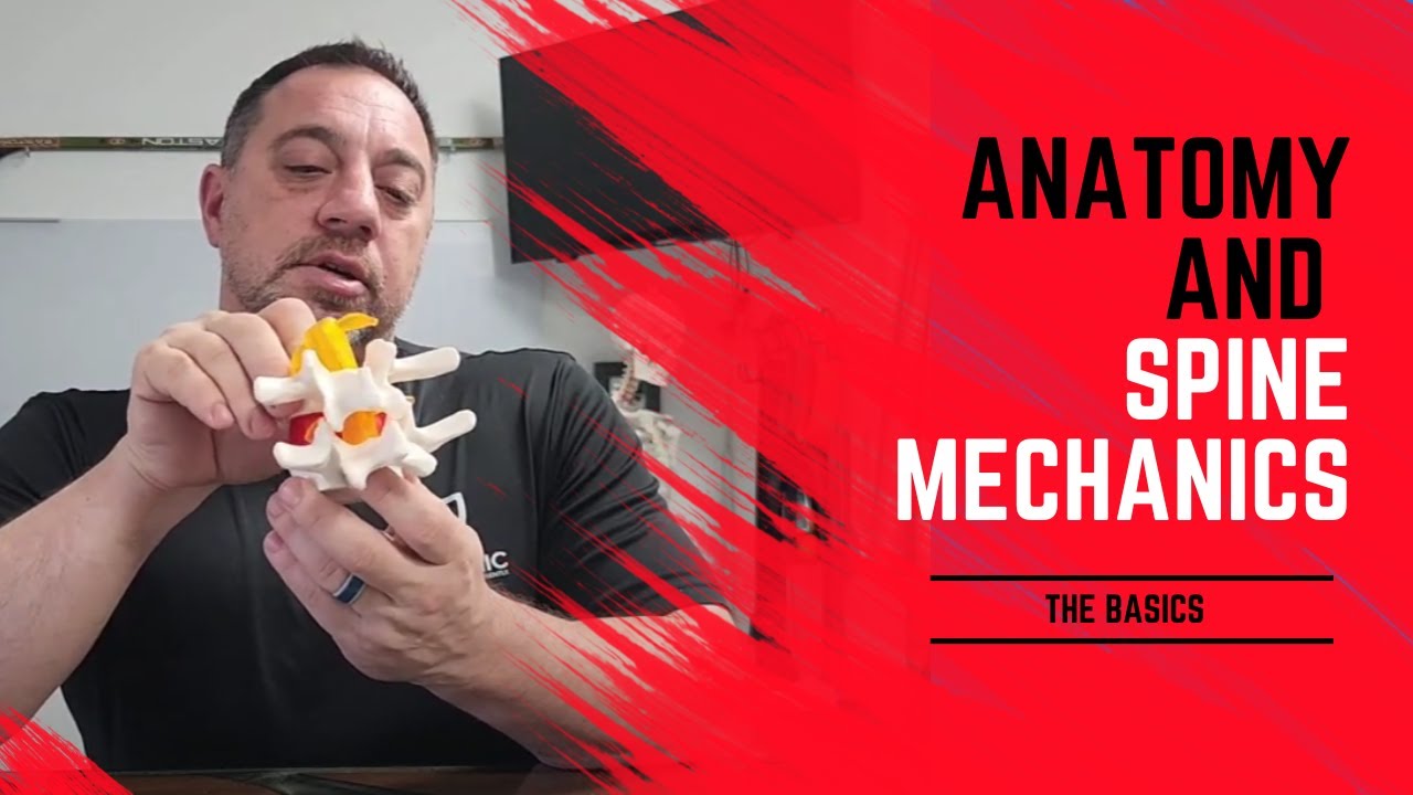 The Basics of Spine Anatomy and Mechanics - YouTube