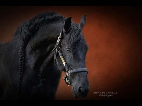 Fresian Stallion Julius 486 by JDC - YouTube