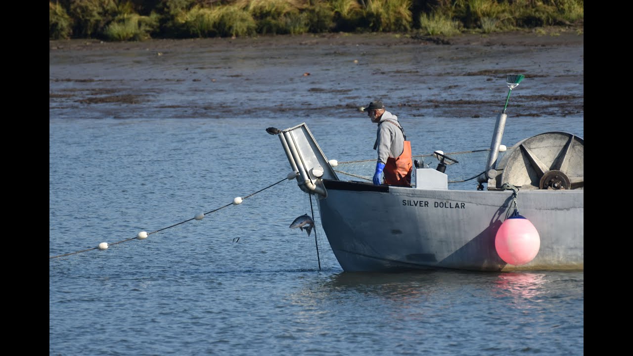 Commercial Salmon Gill Netting in the Willapa River. - YouTube