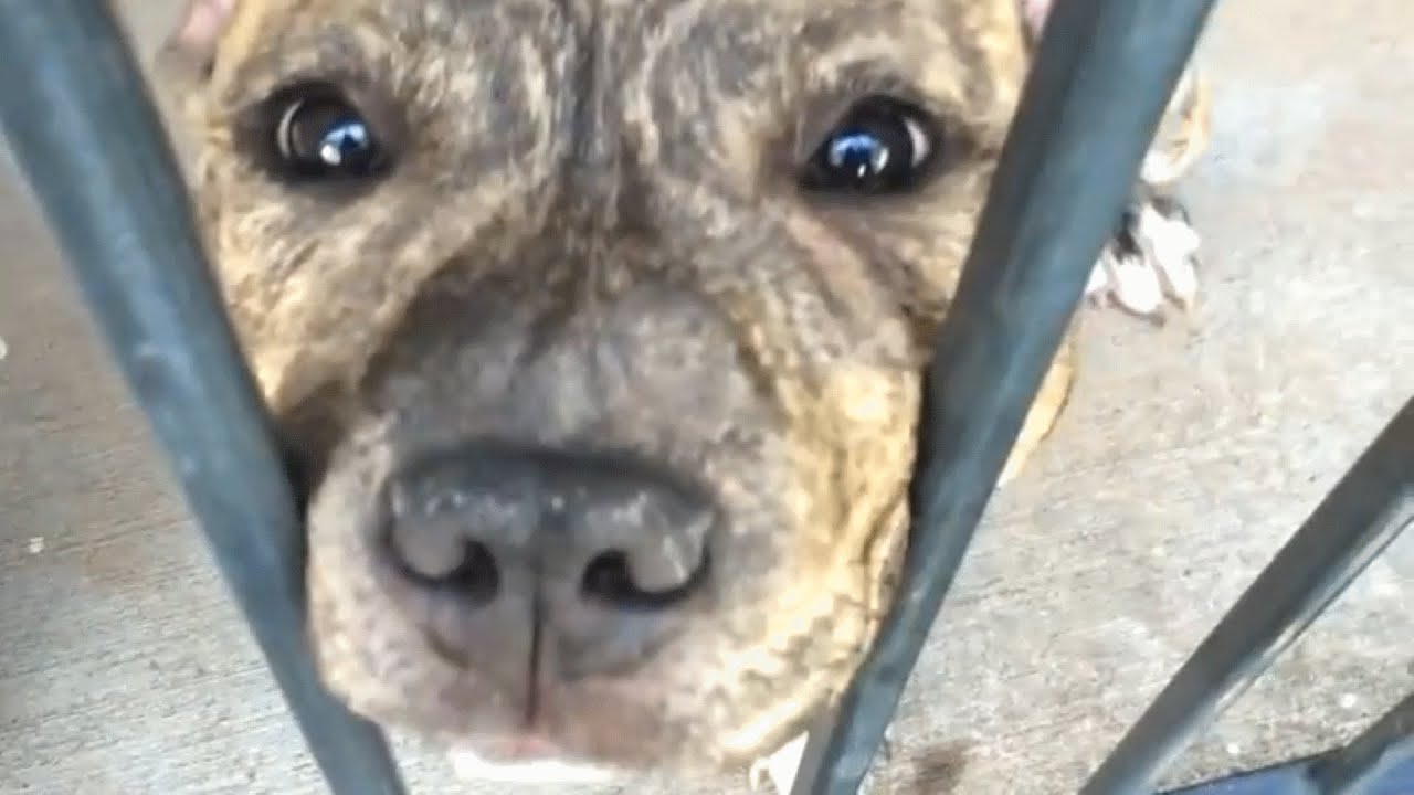 This dog was deemed worthless. One family took a chance on him. - YouTube