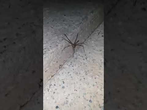 Şınav çeken  ÖRUMCEK😁😀