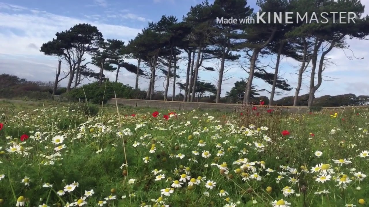 Beautiful day at Donabate Cliff walk - YouTube