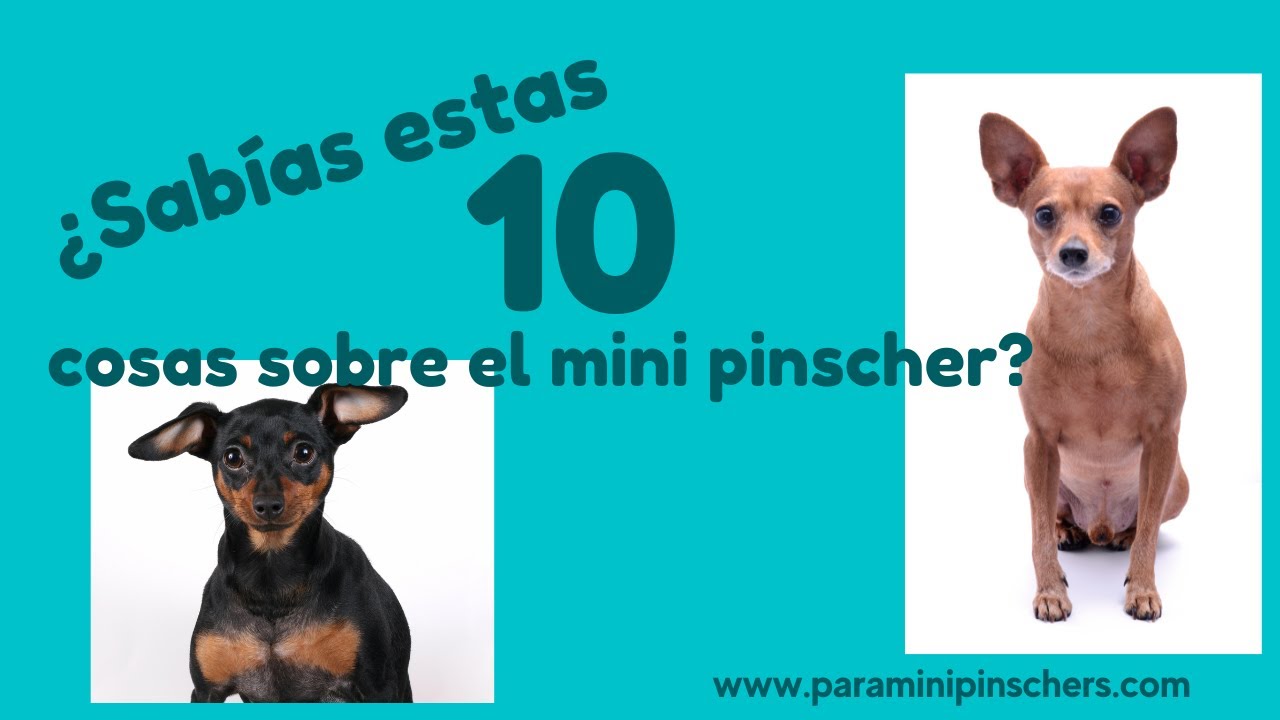 10 cosas sobre los pincher que no sabías🐕 - YouTube