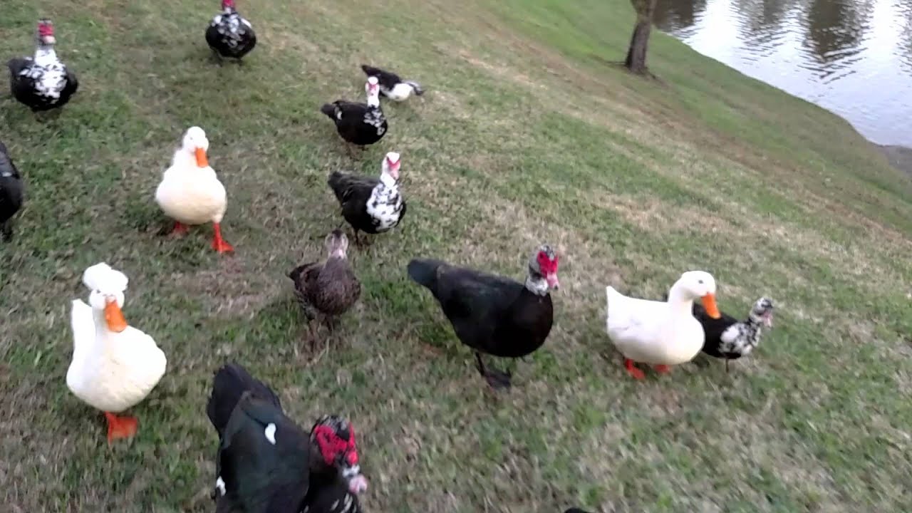 Attack of the killer Muscovy Ducks - YouTube