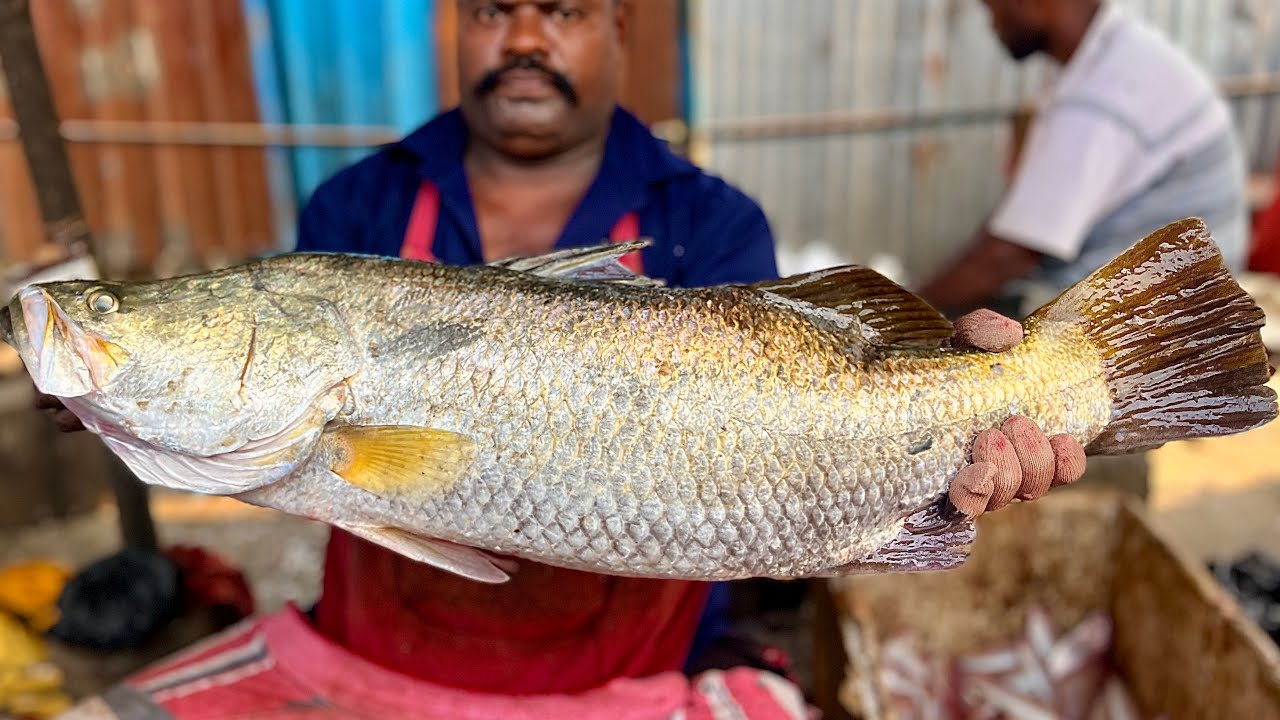 KASIMEDU SELVAM | BARRAMUNDI FISH CUTTING | KASIMEDU #kasimduselvam # ...