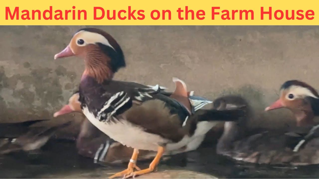 Pet Ducks | Mandarin Ducks, Domestic Duck and White Ducks | M Birds ...