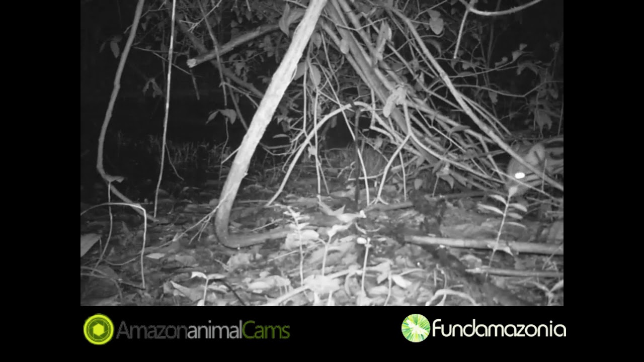 Ocelot, Leopardus pardalis "Ocelote", "Tigrillo" - YouTube