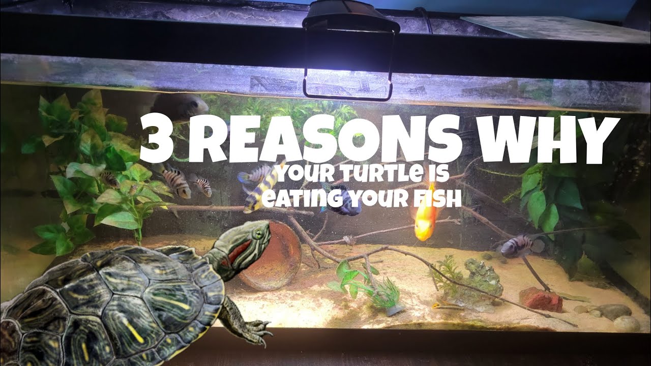 3 REASONS WHY YOUR TURTLE IS EATING YOUR FISH - YouTube