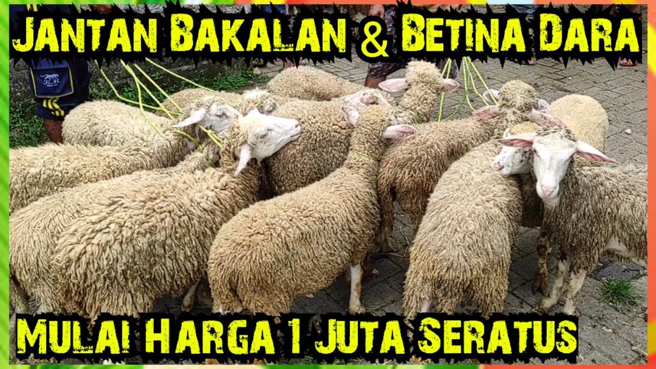 Bakalan Jantan Dan Dara Cross Texel Mulai Harga 1 Juta Seratus. Pasar ...