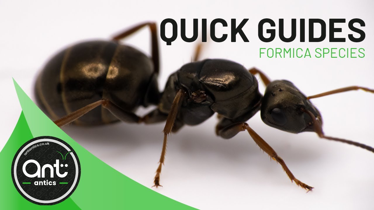 Quick Look Guide | Formica species (Wood Ants) - YouTube