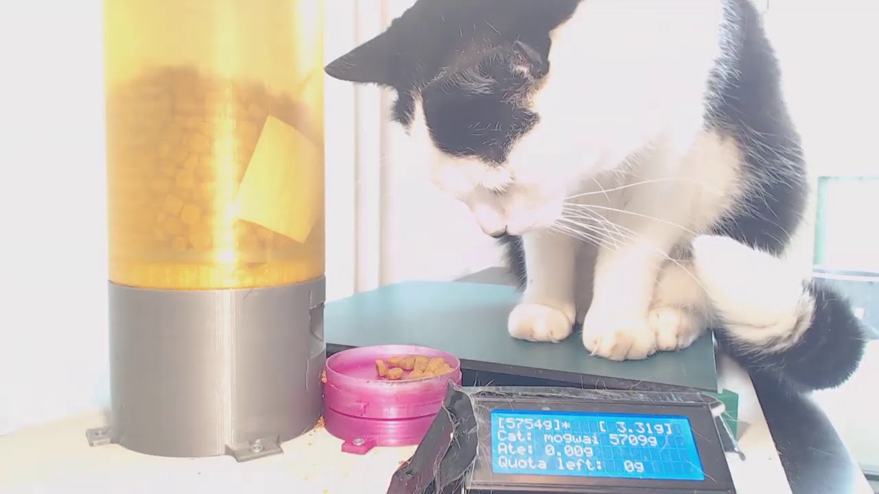 Meowton Live Stream - YouTube