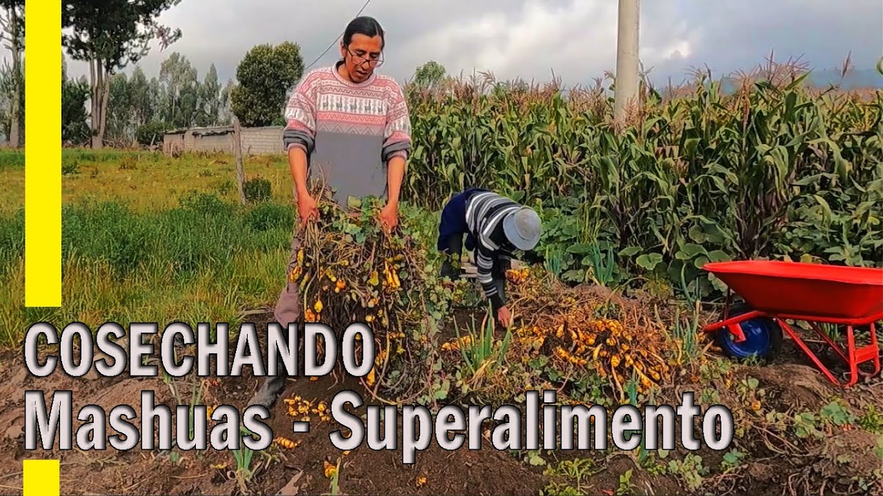 COSECHA DE MASHUA O MASHWA - YouTube
