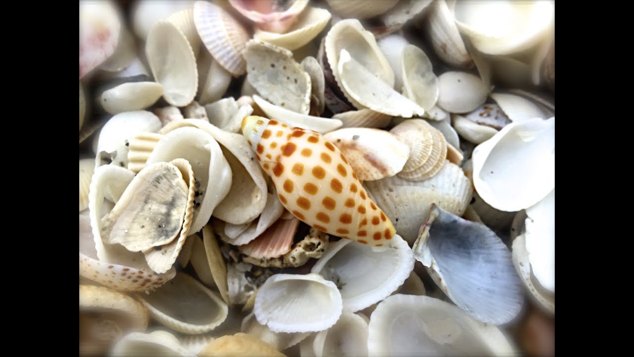 Captiva Seashelling in February - YouTube