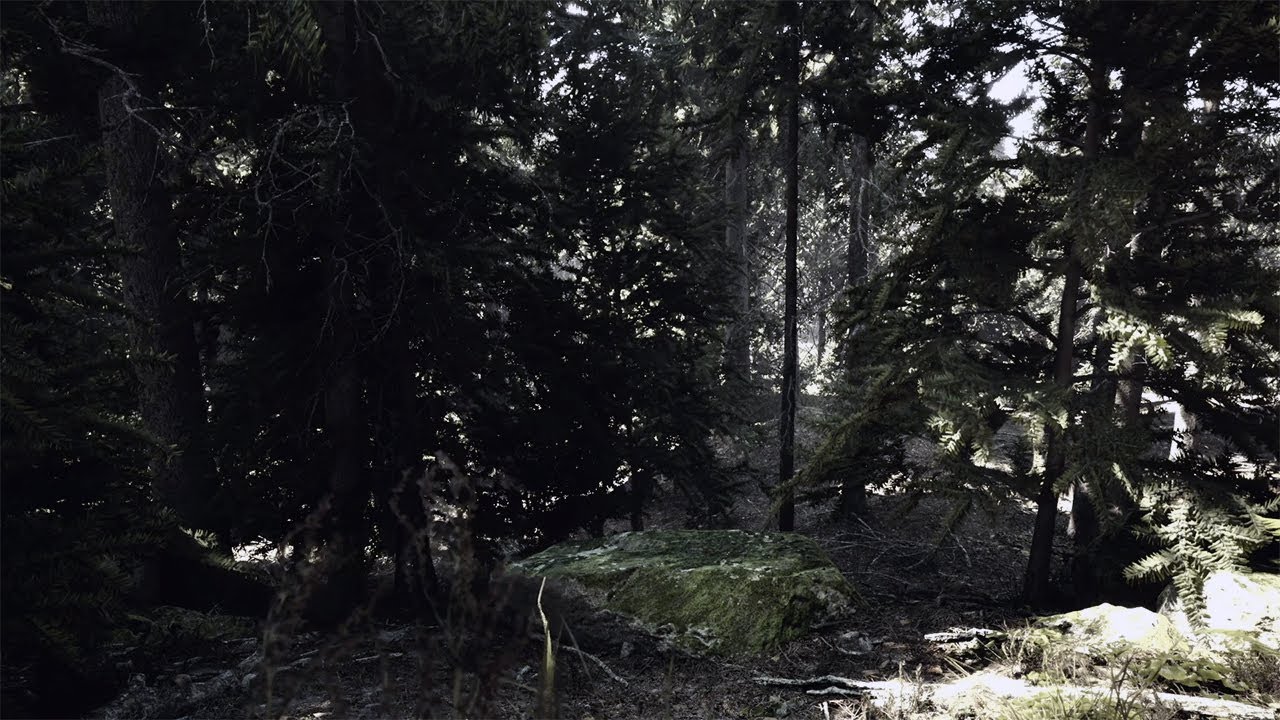 MW Conifer Forest Trees Biome | Custom Reshade pumped to the maximum ...