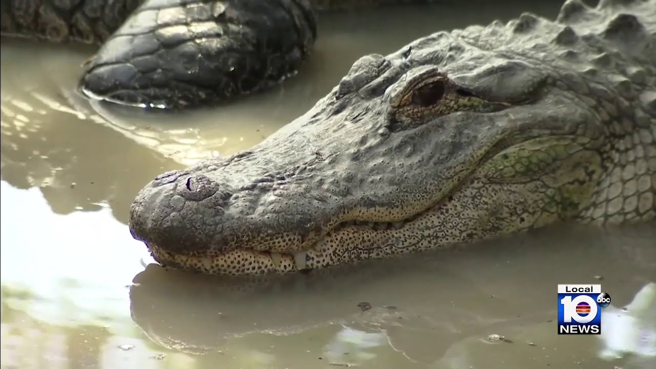 Florida man has leg amputated after gator encounter - YouTube
