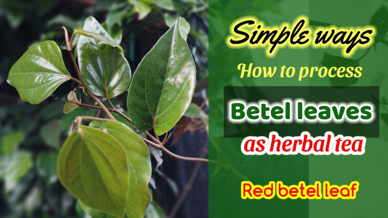 Betel leaves, How to process it as herbal tea which has many benefits ...