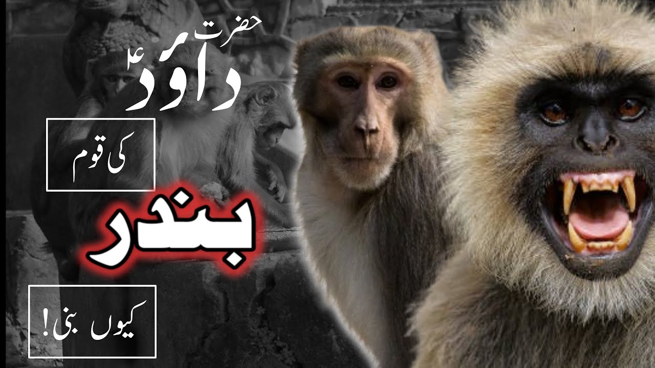 Hazrat Dawood ki Qaum bandar kyon bani | Why did dawud as ummah become ...