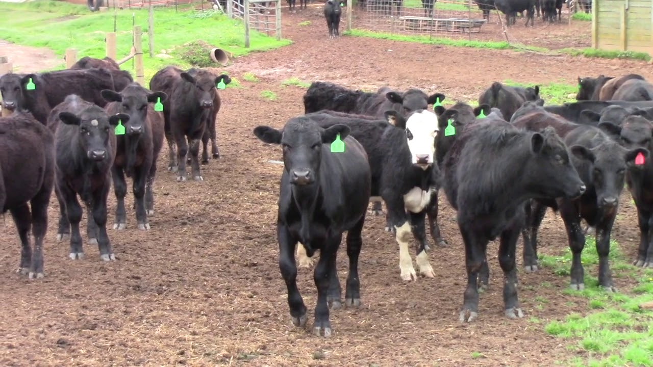 May 14 2020 Lot 1 Owner Scotty Mathis Wilkesboro, NC - YouTube