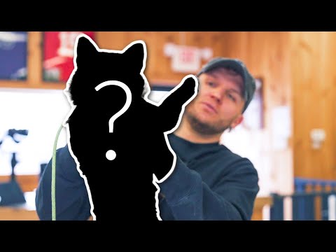 WHAT'S THE HARDEST DOG BREED TO TRAIN? WATCH THIS!