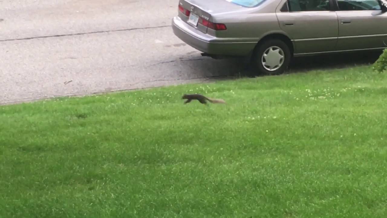Squirrel vs Transformer - YouTube