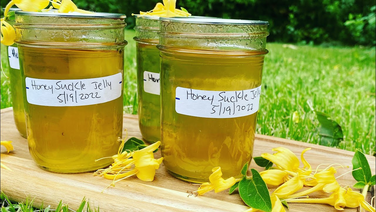 Harvesting honeysuckle/Making Honeysuckle jelly and honeysuckle tea ...