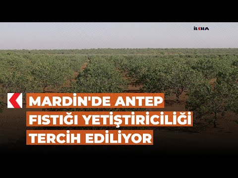 Mardin'de Antep fıstığı yetiştiriciliği tercih ediliyor