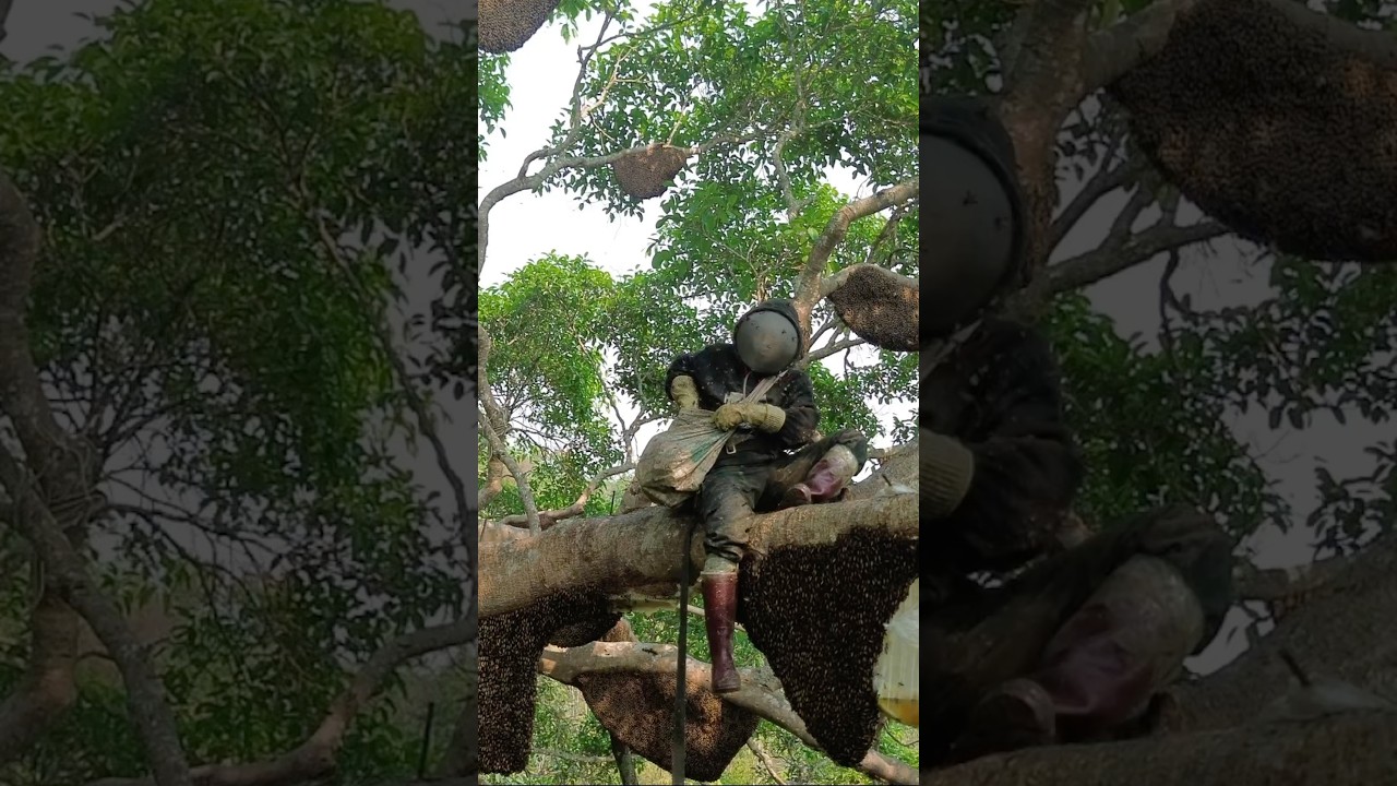 many beehives on a 100m high tree #bee #honeybeesting #honey #video # ...