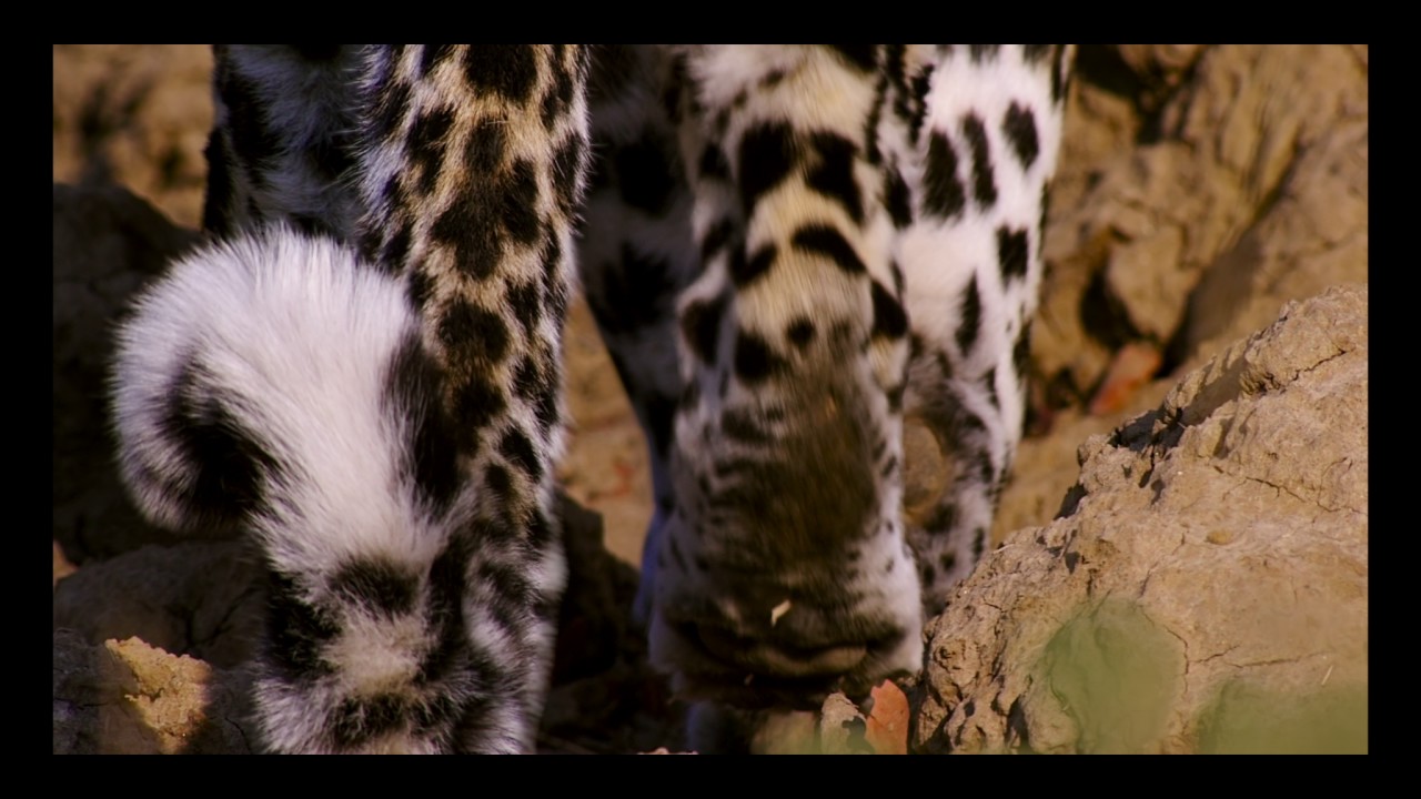 Incredible Predators - Trailer - YouTube