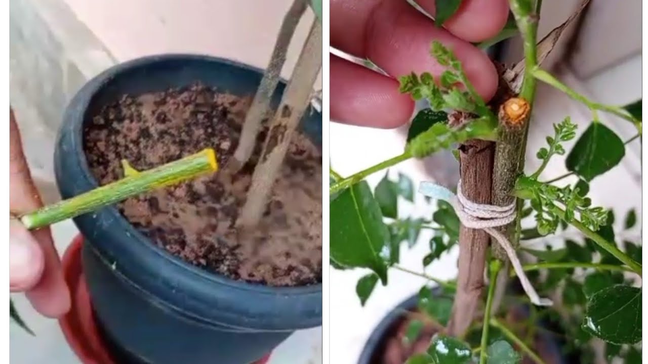 How To Grow Neem Plant From Cutting at Richard Coates blog