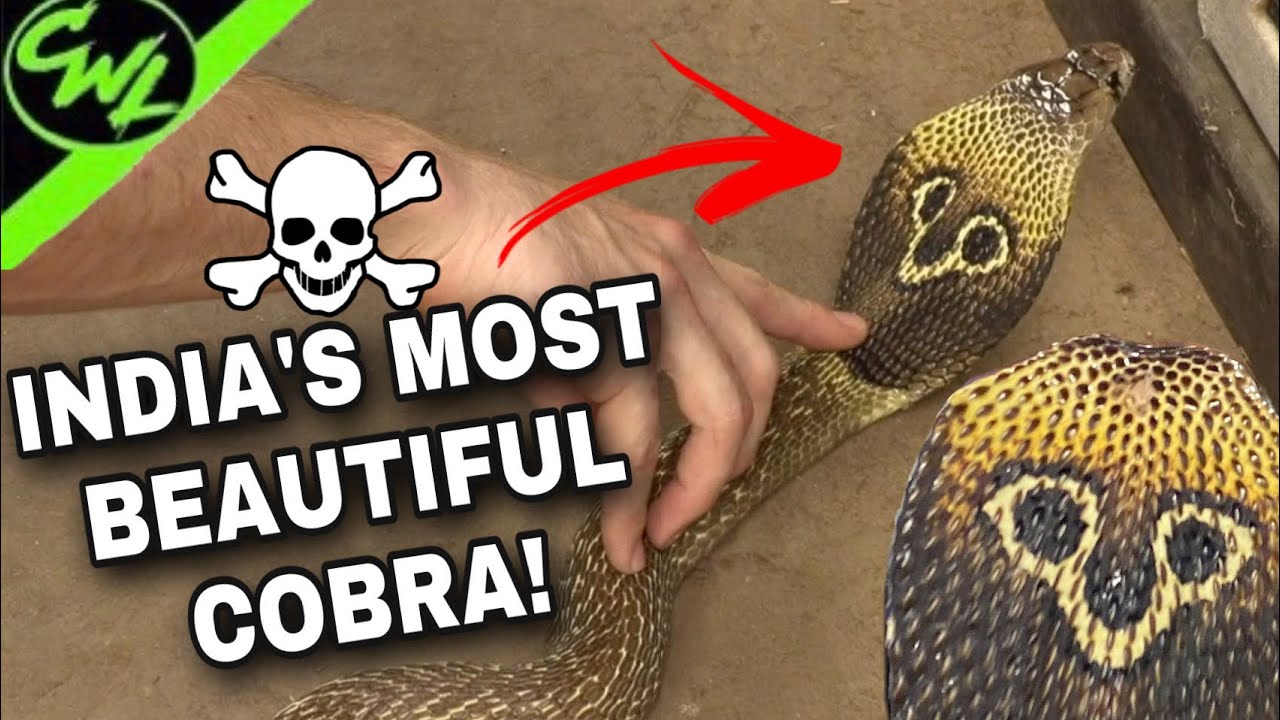 INDIA’S MOST BEAUTIFUL COBRA!!! - YouTube