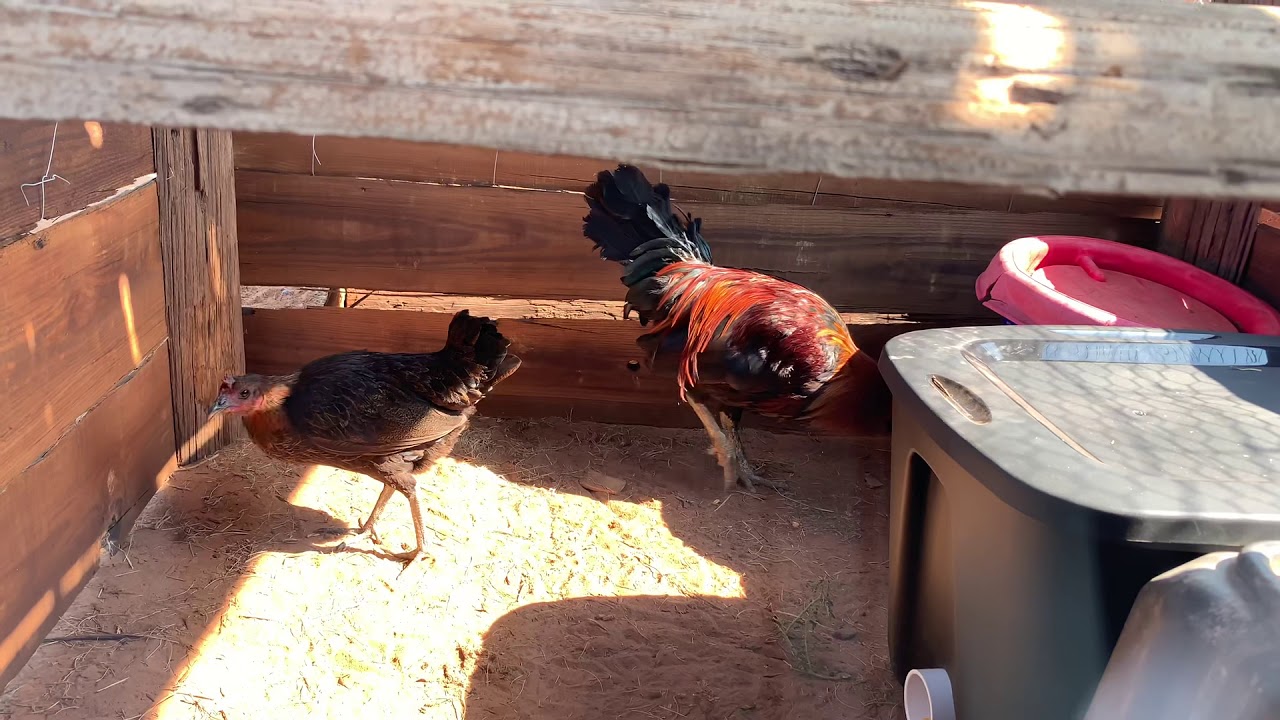 Brown red Hatch Peru. - YouTube