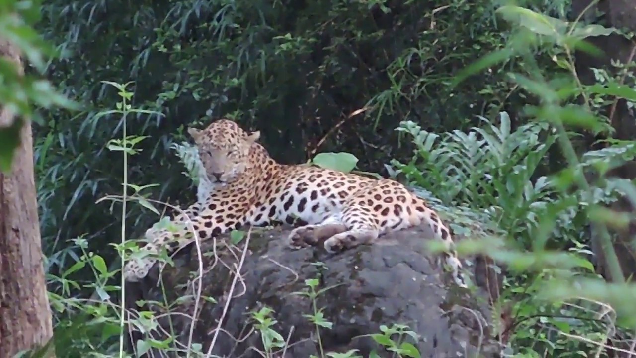 Leopard Take Rest in rock - Topslip Parambikulam Forest - YouTube