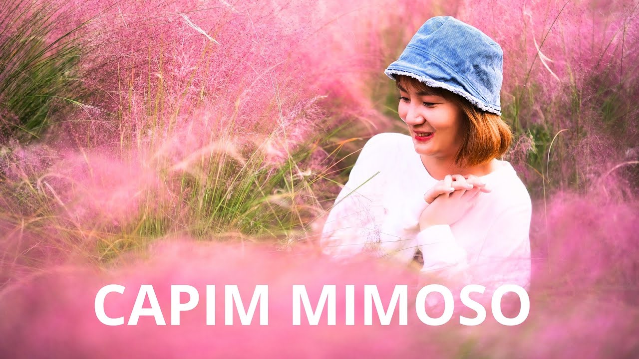 Capim mimoso, Conheça está linda plumagem rosa e seus usos únicos ...