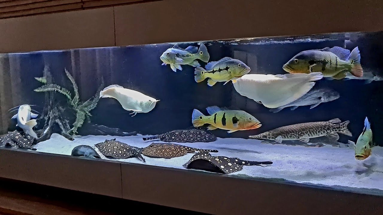 Três aquários jumbos e muitos peixes pra cuidar - YouTube