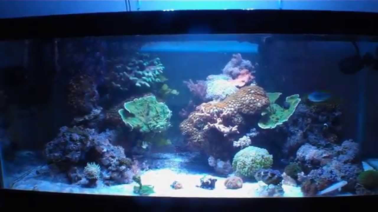 6 Months! - 40 Gallon Reef Tank Update - YouTube