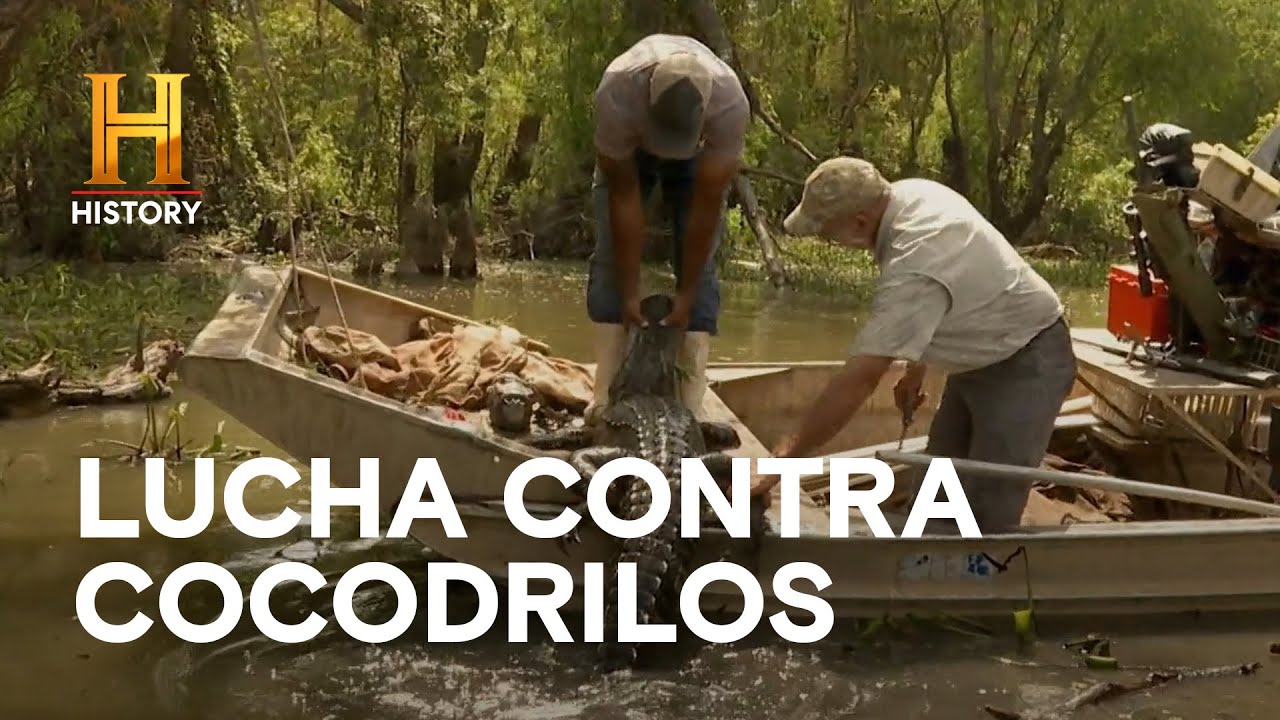 LUCHA CONTRA COCODRILOS - AMOS DEL PANTANO - YouTube