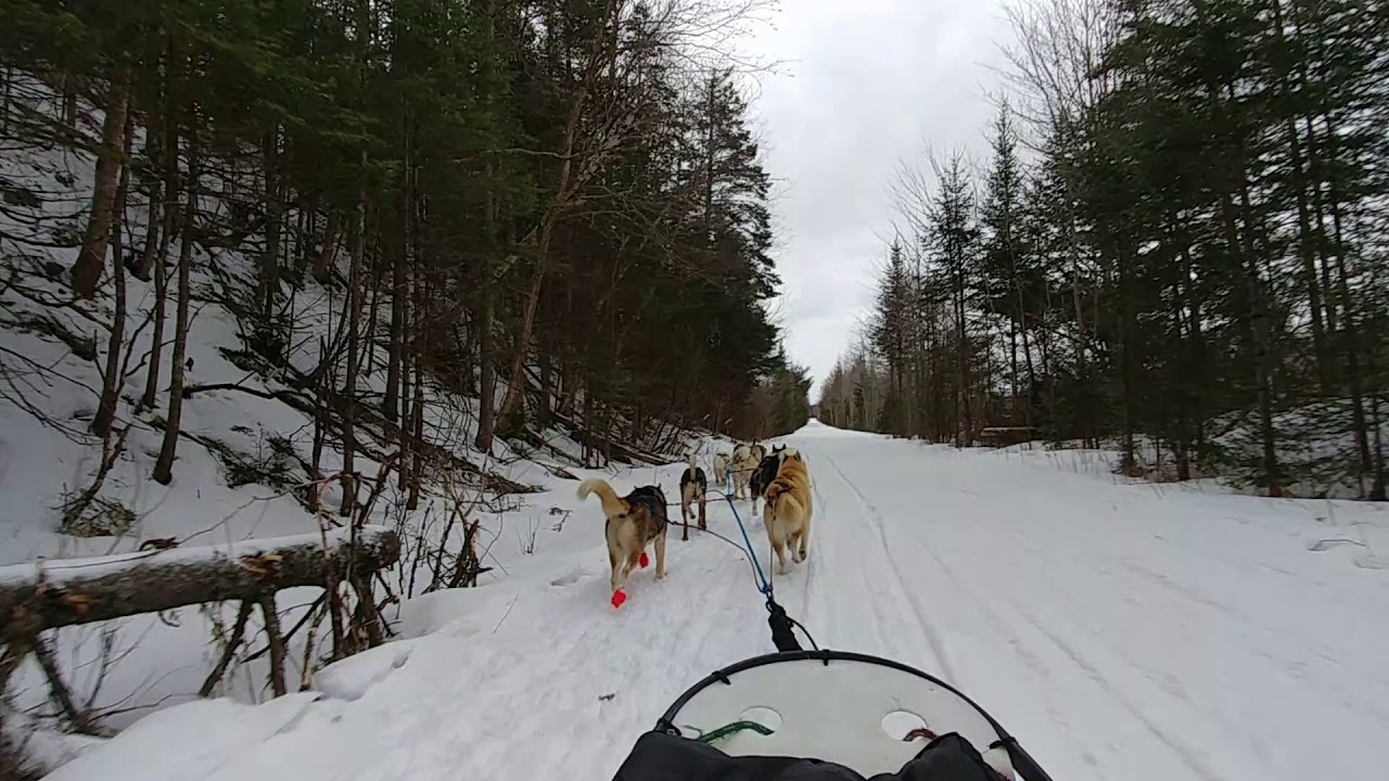 Dog Sledding in NH - YouTube