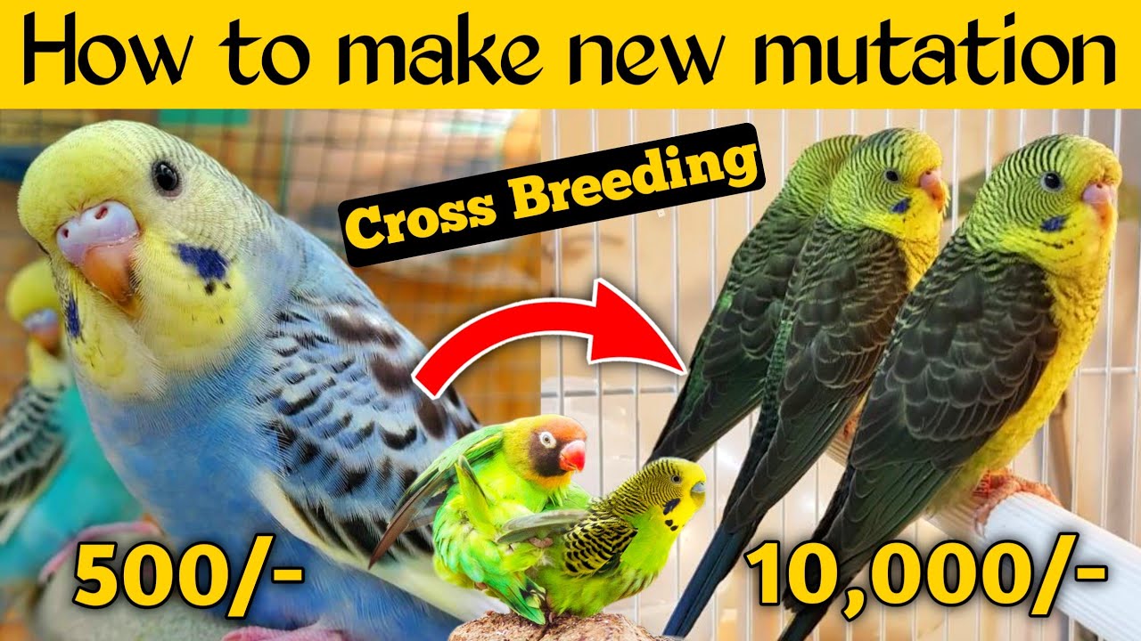 How to make new mutation in birds | Mujeeb Birds breeding - YouTube