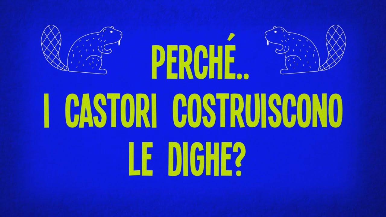 Perché i castori costruiscono le dighe? - YouTube