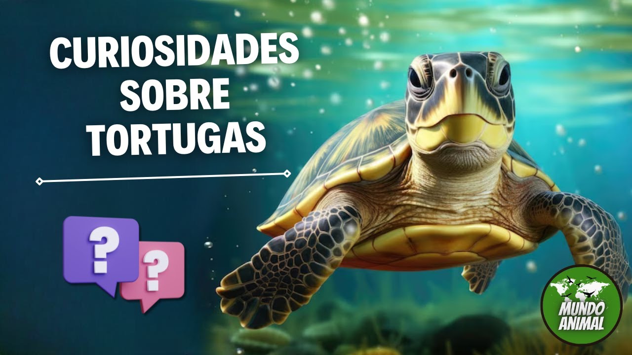 Descubre el Fascinante Mundo de las Tortugas | CURIOSIDADES sobre ...